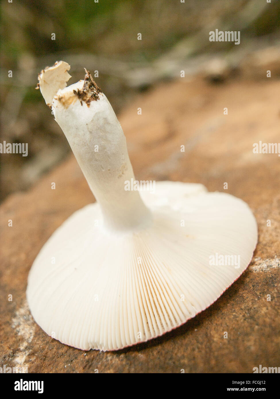 Inverted mushroom hi-res stock photography and images - Alamy