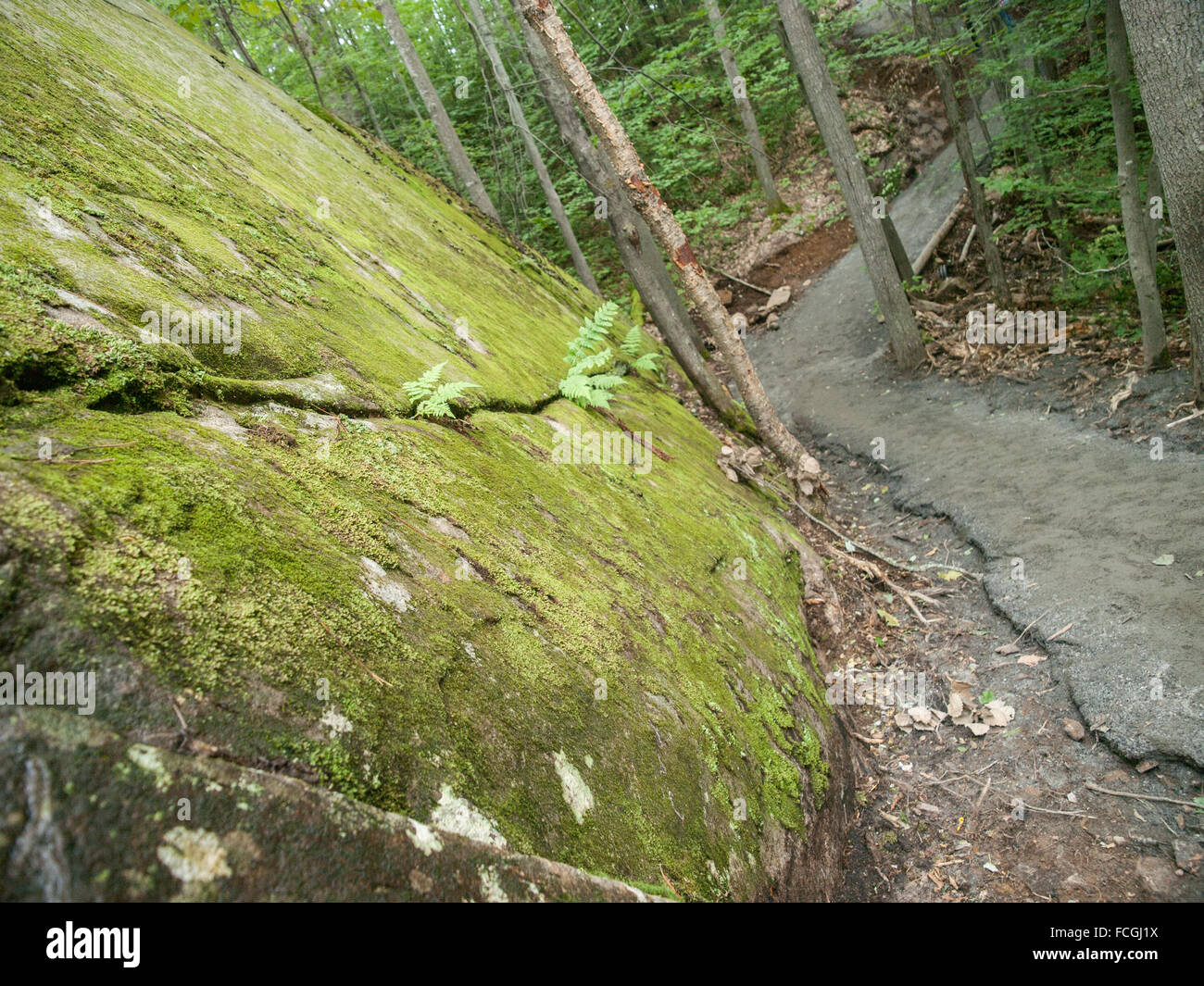 Large boulder covered in green moss and paved downhill hiking path at ...