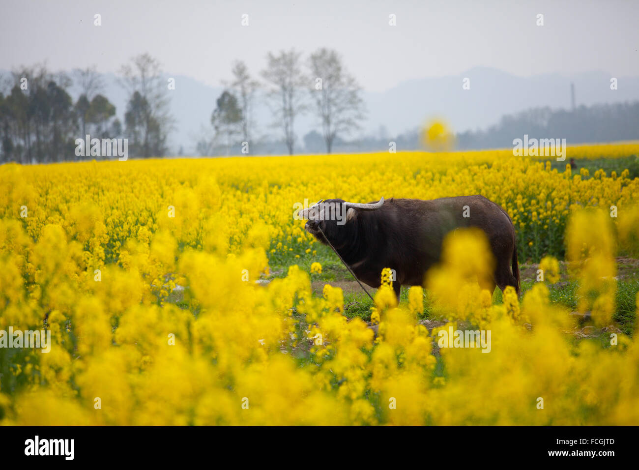 Sichuan Luocheng Ancient Town Stock Photo - Alamy