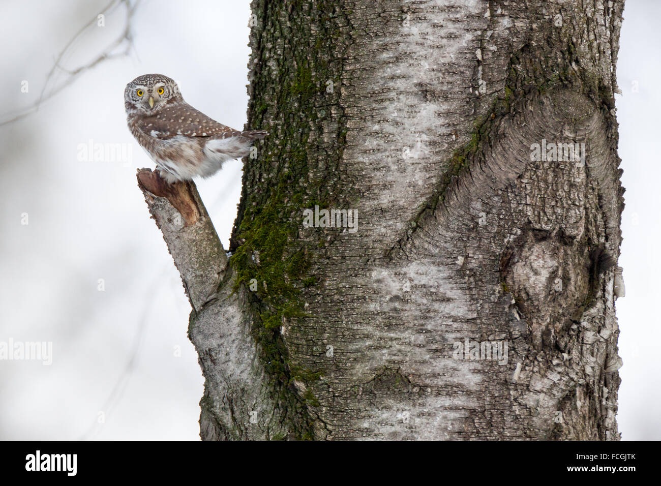 Pygmy Owl (Glaucidium passerinum). Russia, Moscow Stock Photo - Alamy