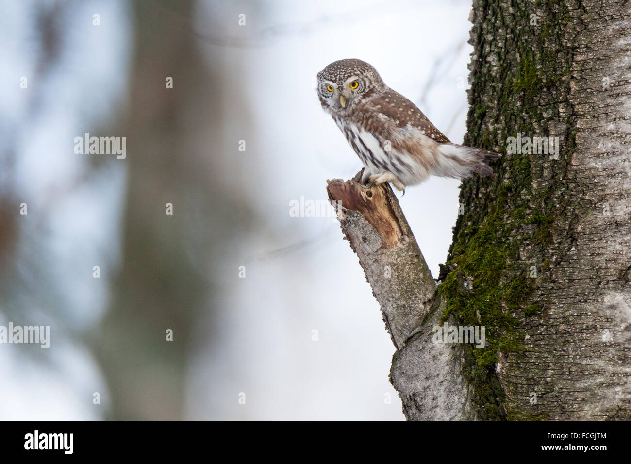 Pygmy Owl (Glaucidium passerinum). Russia, Moscow Stock Photo - Alamy