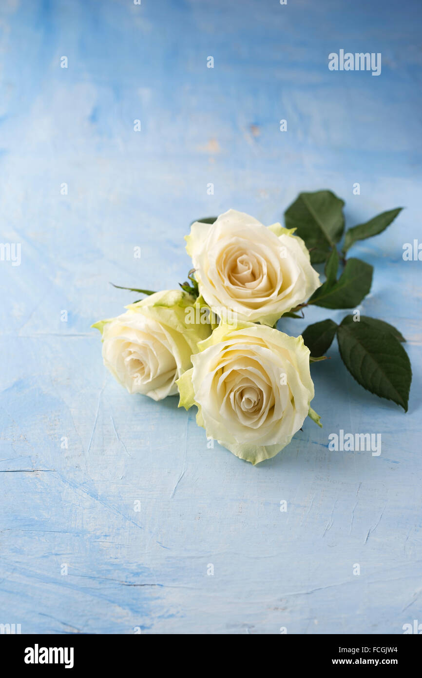 Three white roses on light blue ground Stock Photo - Alamy