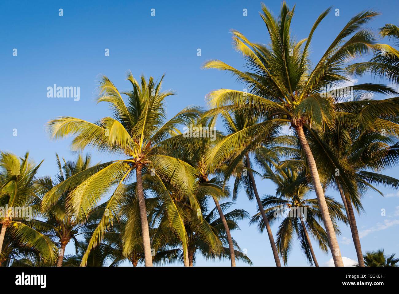 From colima hi-res stock photography and images - Alamy