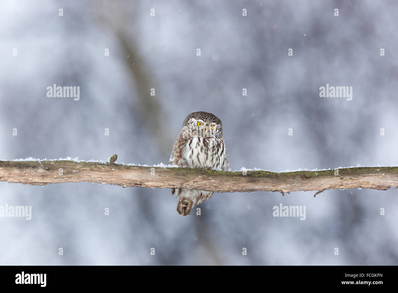 Pygmy Owl (Glaucidium passerinum). Russia, Moscow Stock Photo - Alamy