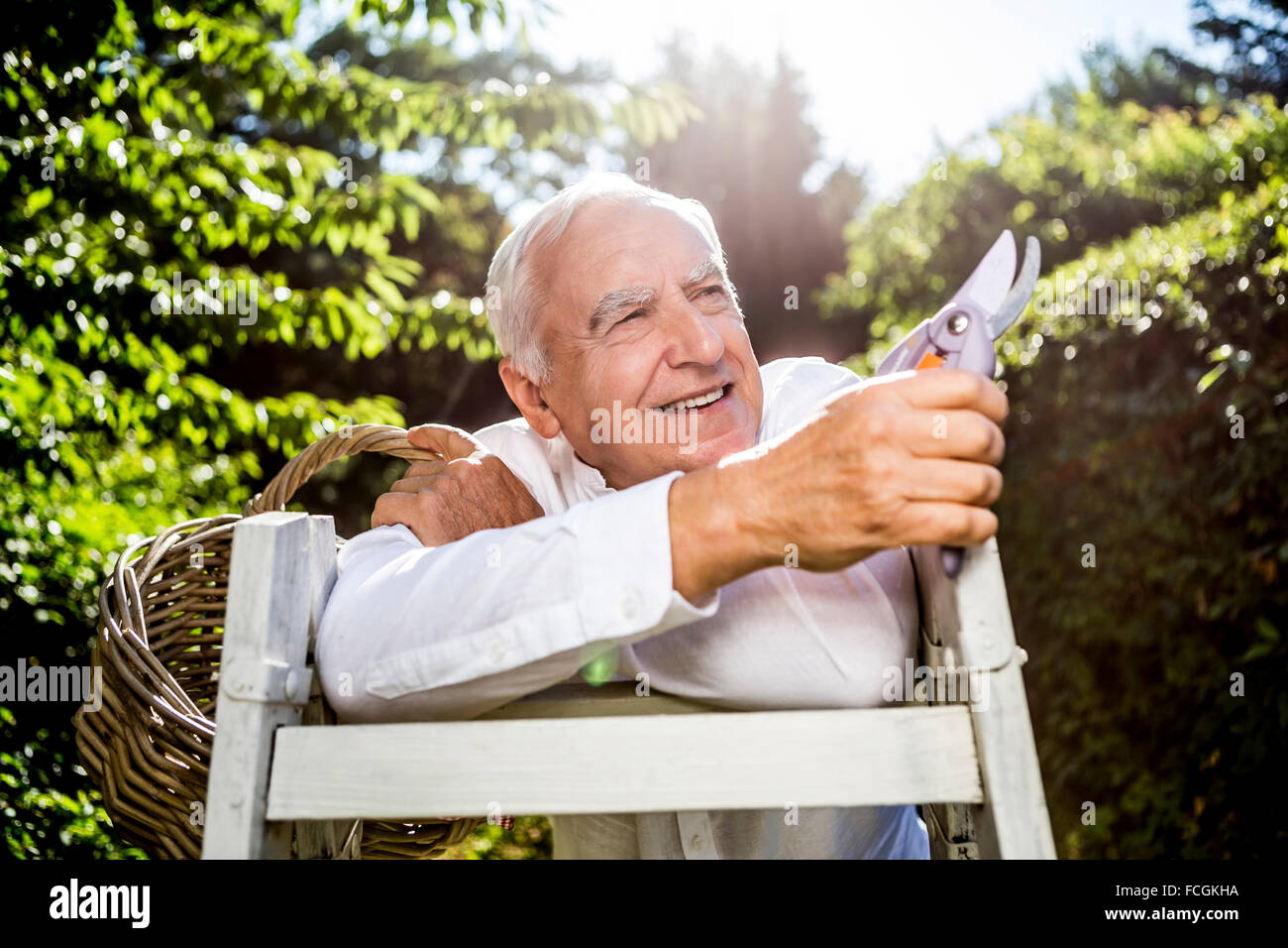 Senior man basket pruner and ladder in garden Stock Photo - Alamy