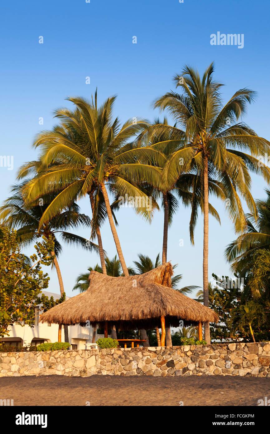 Coconut palm trees. Manzanillo beach. Pacific Ocean. Colima. Mexico ...