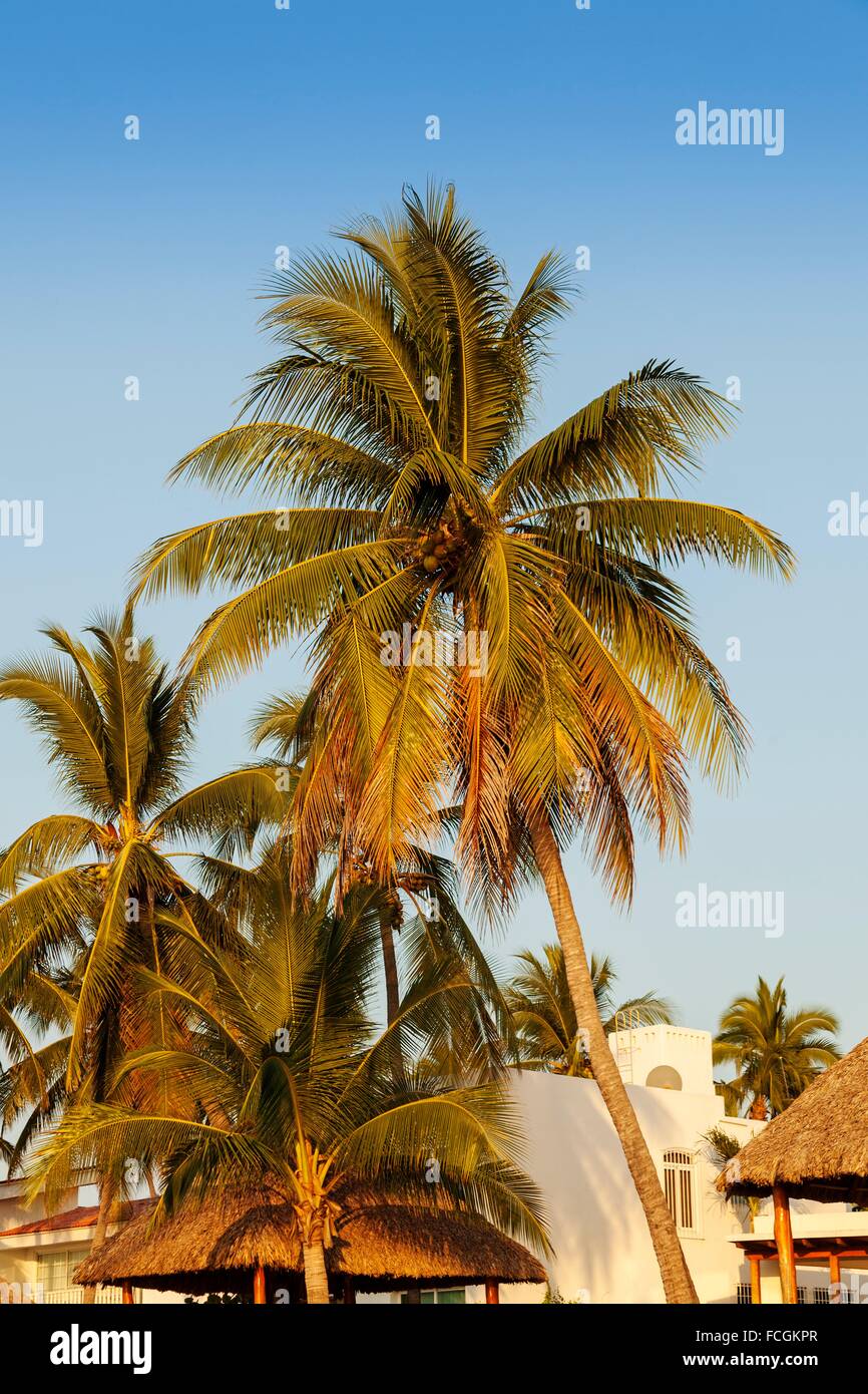 Palm by the beach hi-res stock photography and images - Alamy