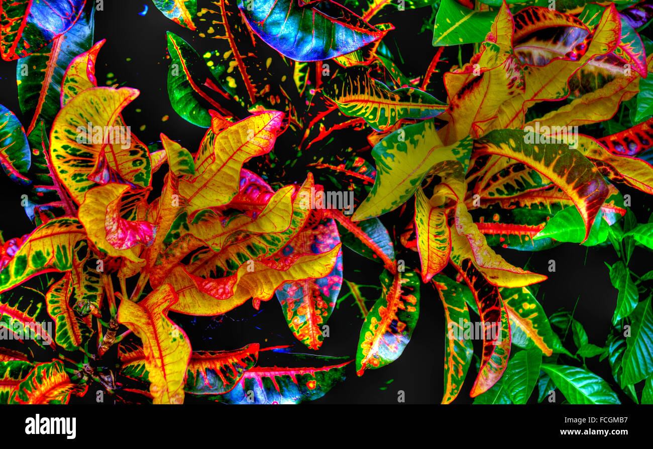 Colorful crotons hi-res stock photography and images - Alamy