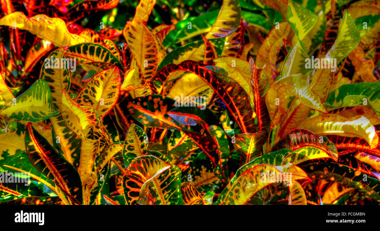 Colorful crotons hi-res stock photography and images - Alamy
