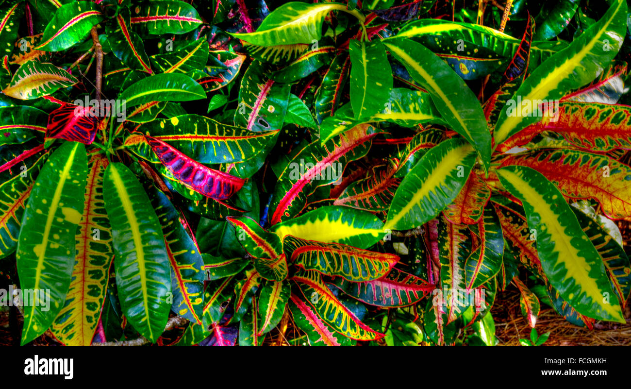 Colorful crotons hi-res stock photography and images - Alamy