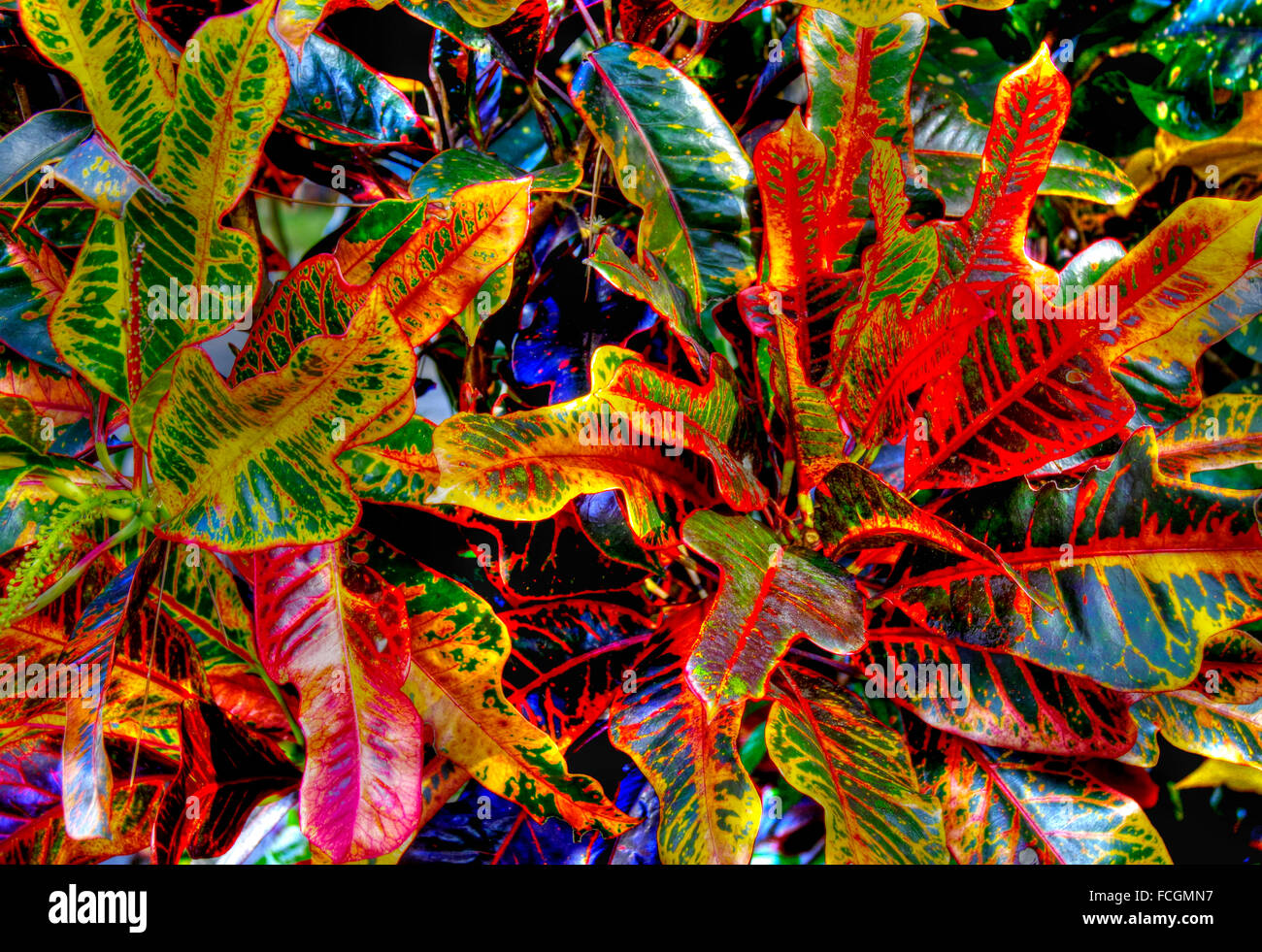 Colorful florida foliage hi-res stock photography and images - Alamy
