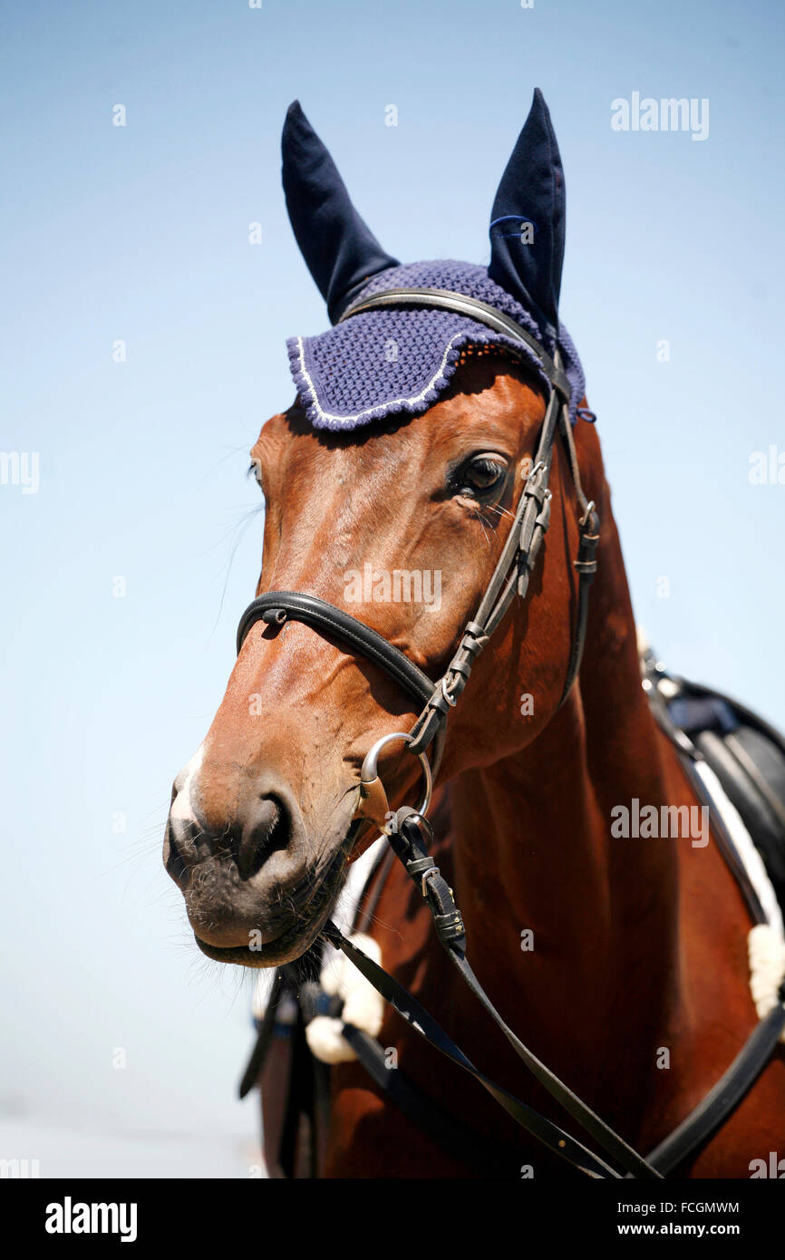 Elite power horse hi-res stock photography and images - Alamy