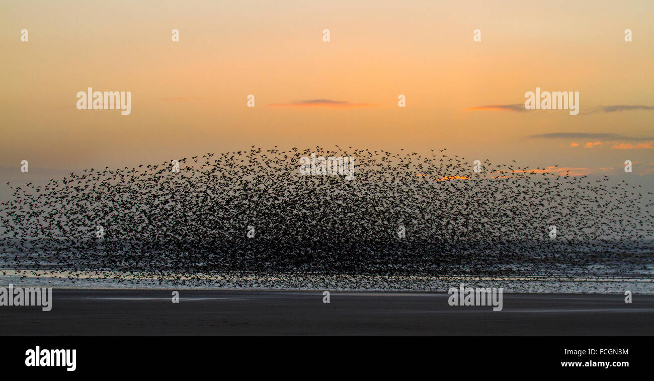 Starling perform murmuration sunset hi-res stock photography and images ...