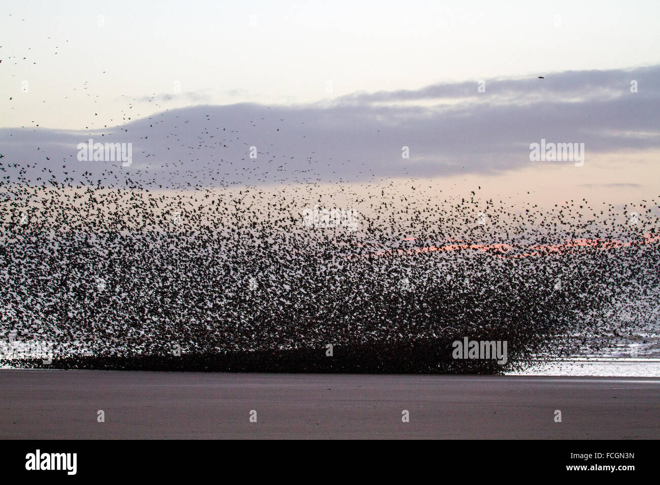 Starling murmuration, birds in flight flying at Blackpool, Lancashire ...