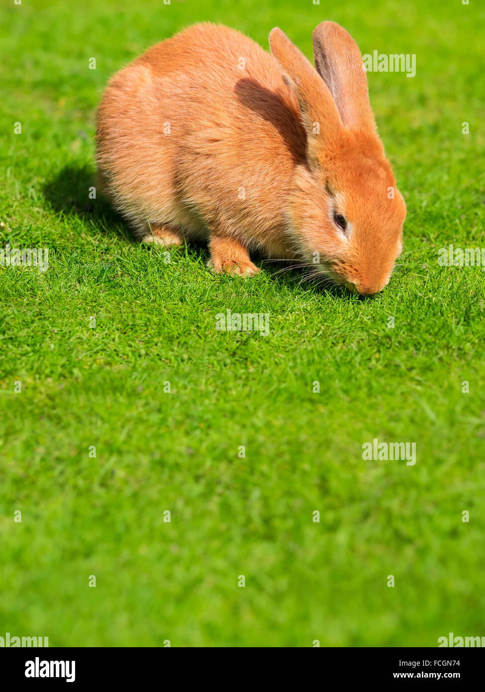 Rabbit on a meadow Stock Photo - Alamy