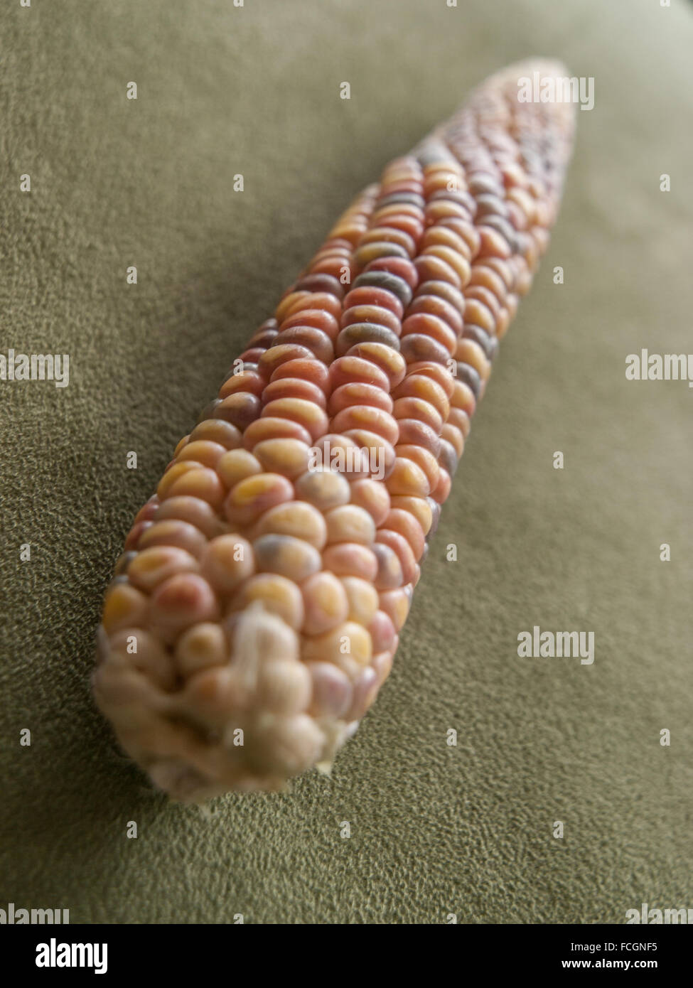 Indian corn on the cob hi-res stock photography and images - Alamy