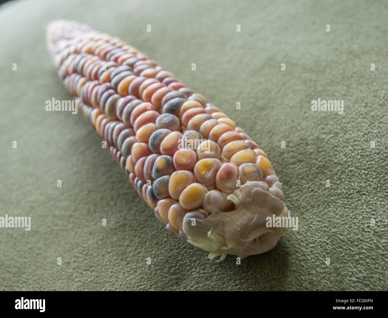 Indian corn on the cob hi-res stock photography and images - Alamy