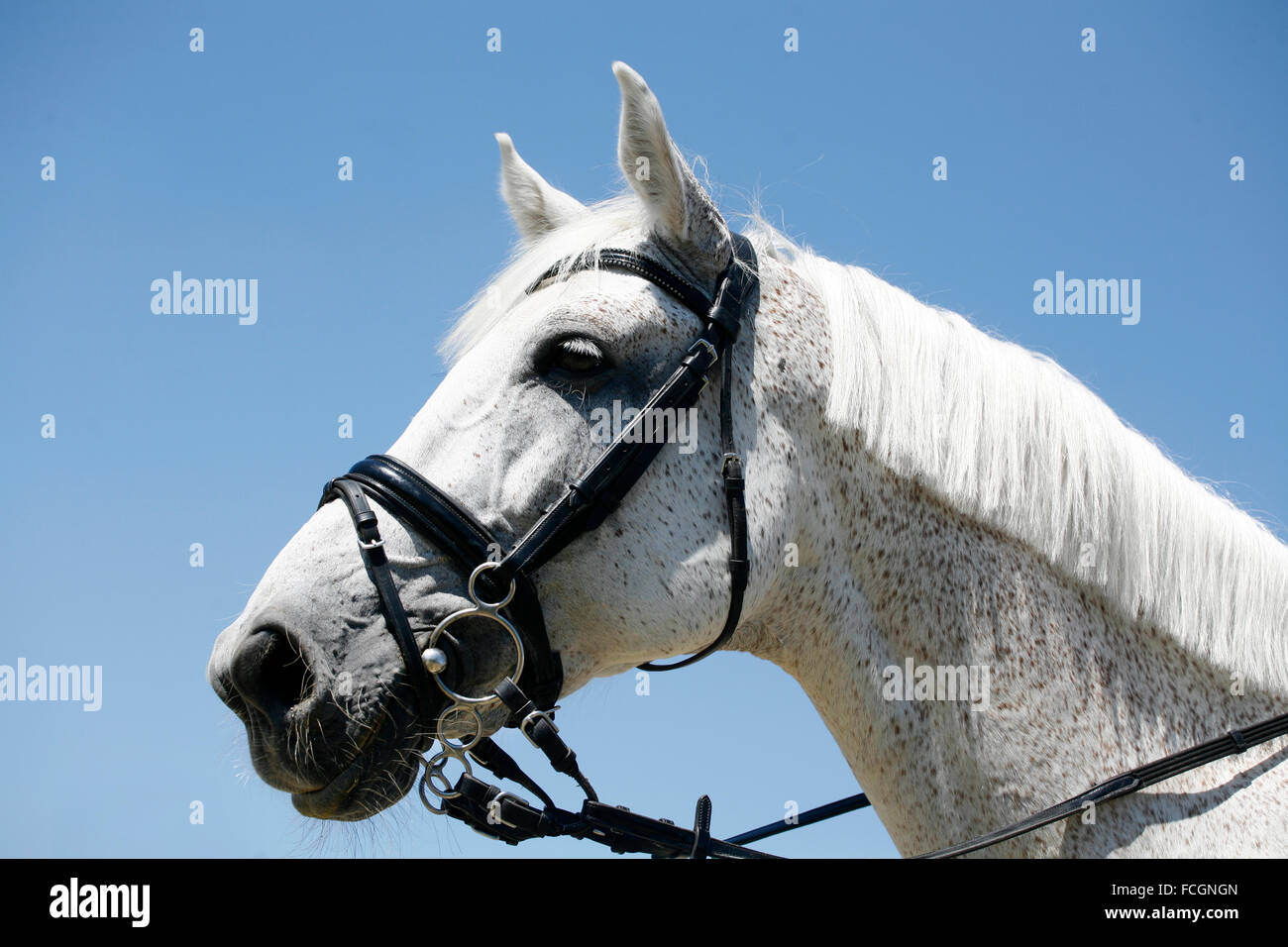 Side viewp portrait of a thoroughbred racing horse Stock Photo - Alamy