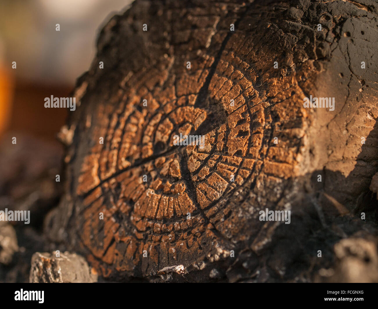 Cross section of wooden log lit up by the sun Stock Photo - Alamy