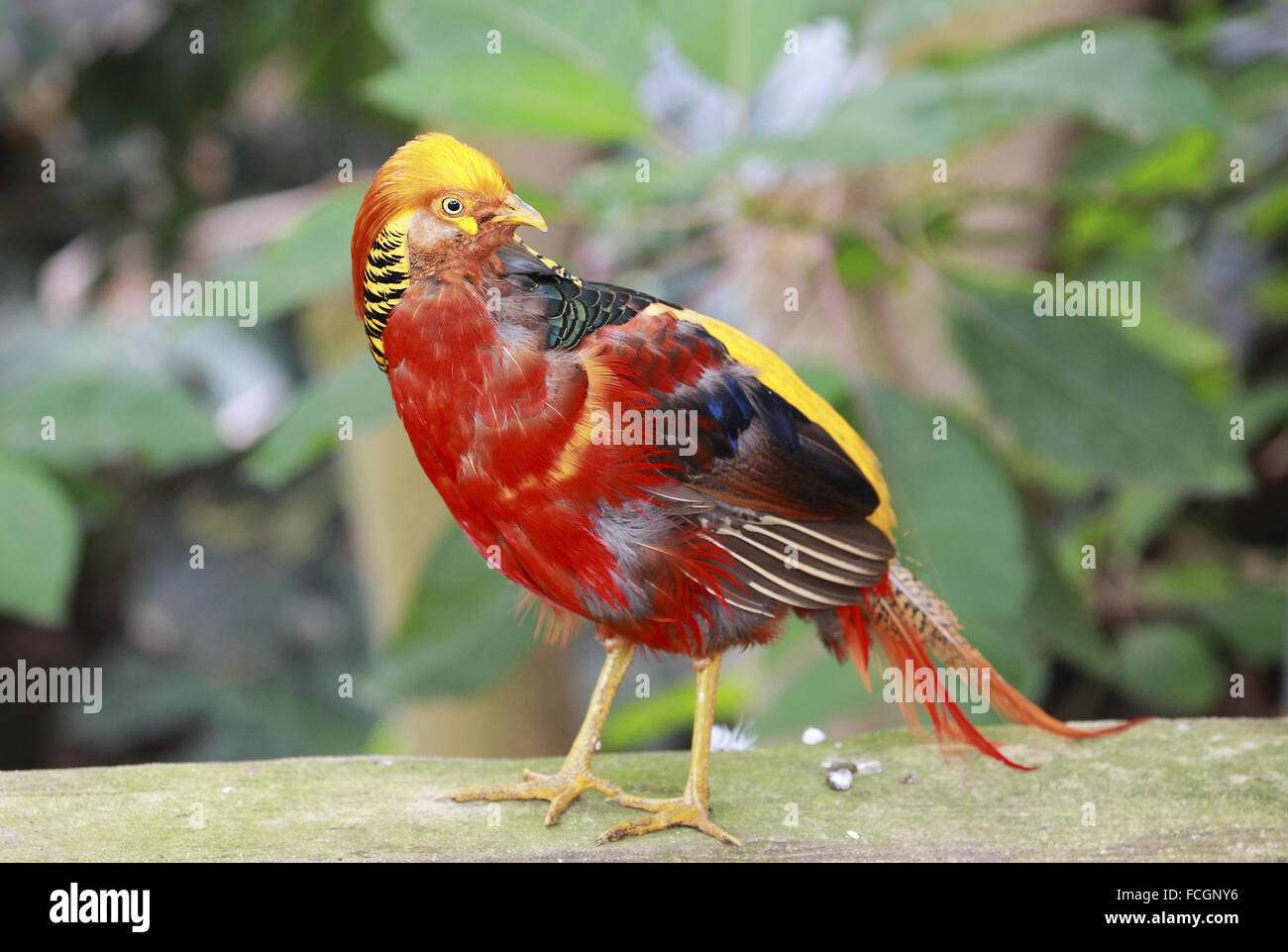 Golden Pheasant High Resolution Stock Photography and Images - Alamy