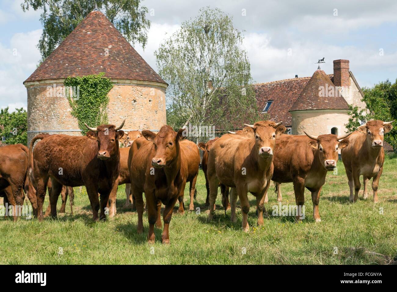 Lim angus cow hi-res stock photography and images - Alamy