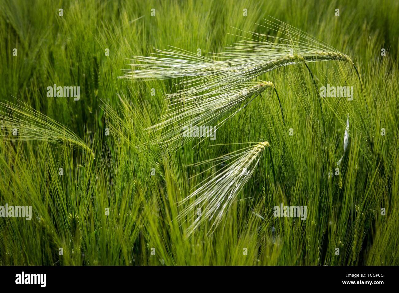 FARMING IN FRANCE Stock Photo - Alamy