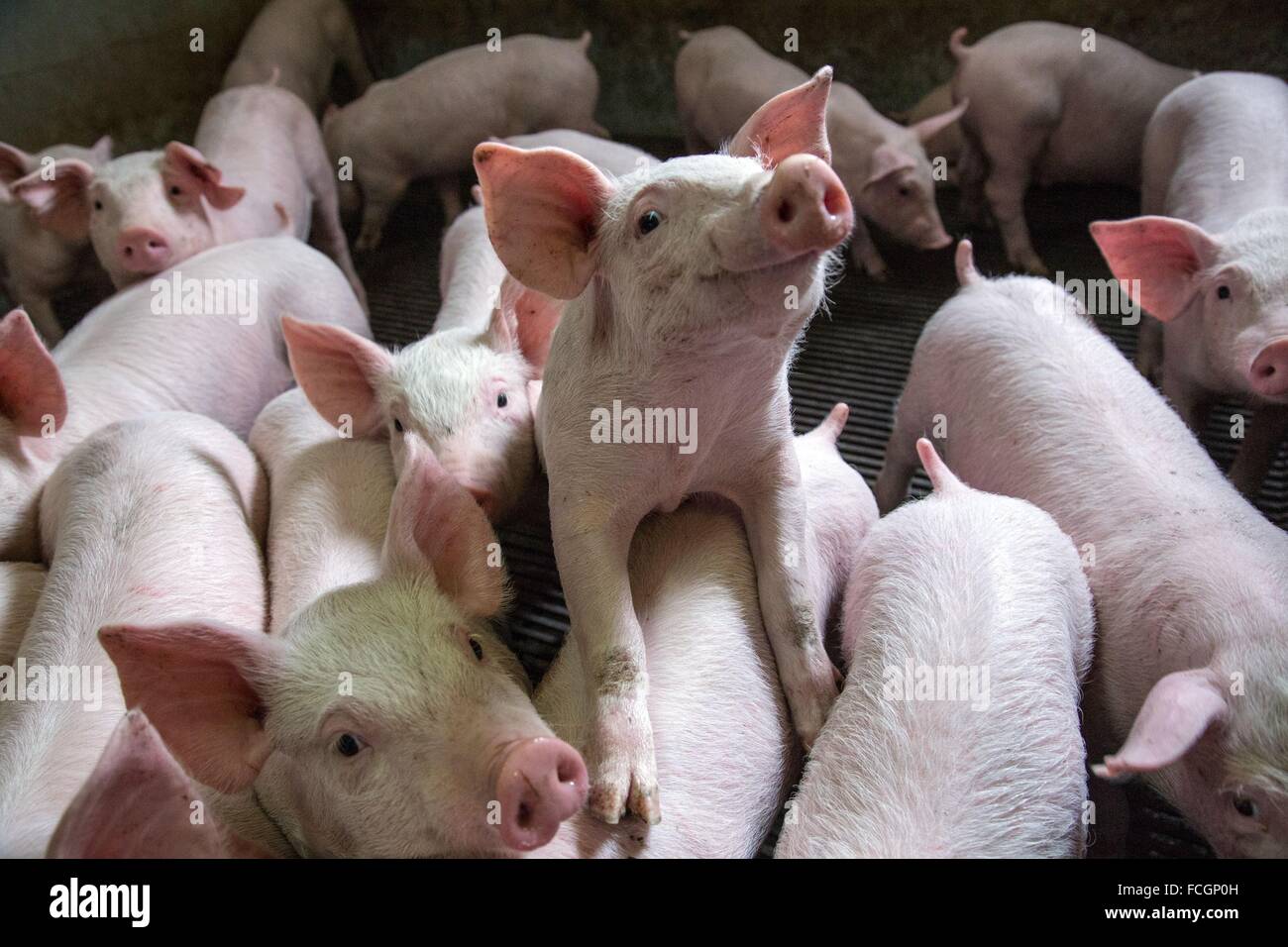 Intensive pig farming hi-res stock photography and images - Alamy