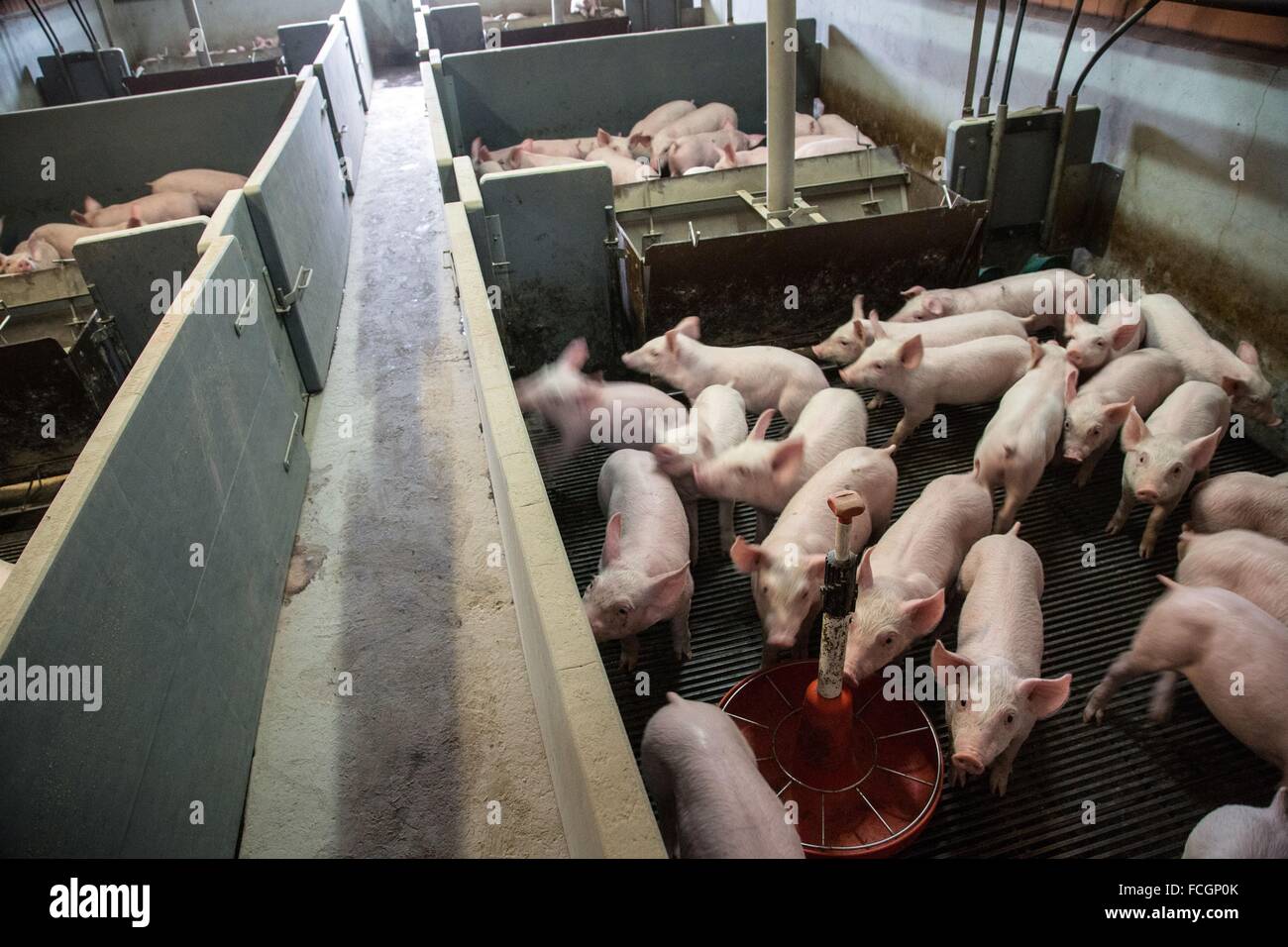 Pig farming industrial hi-res stock photography and images - Alamy