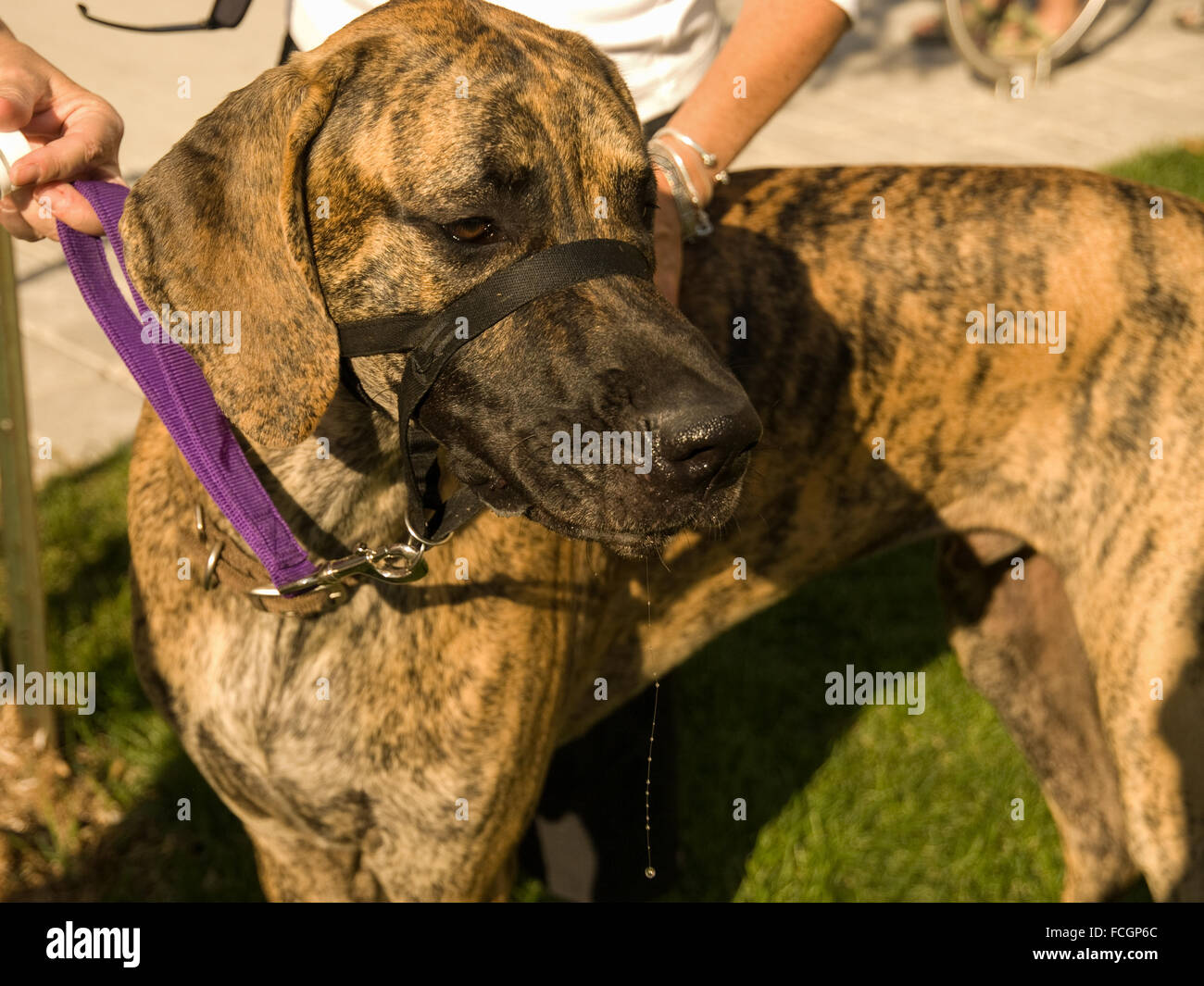 Great Dane dog with string of drool coming from mouth, on purple leash ...