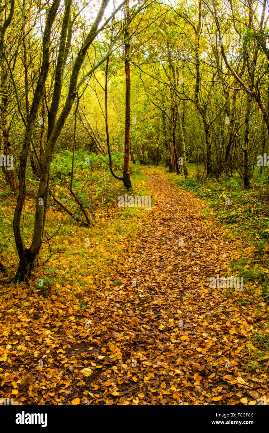A path through autumn Birch Trees Stock Photo - Alamy