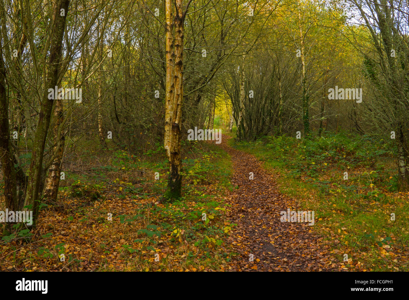 A path through autumn Birch Trees Stock Photo - Alamy