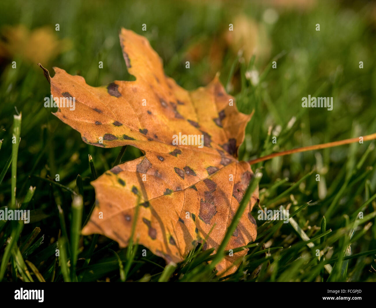 Decaying yellow orange and brown leaf in grass Stock Photo - Alamy