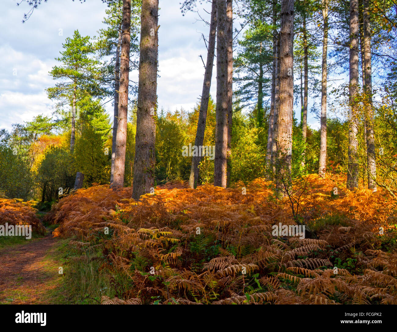 Anglesey wales newborough forest hi-res stock photography and images ...