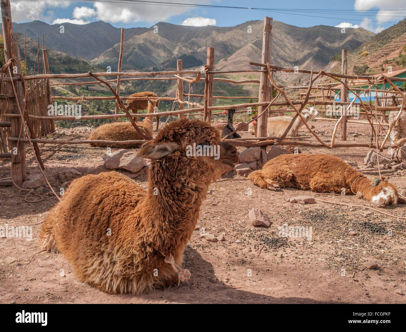 Brown alpaca tethered to wooden fence at farm with mountains in the ...