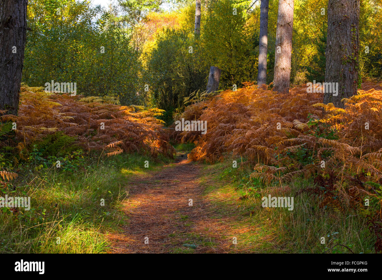 An autumn scene in Newborough Forest, Anglesey Stock Photo - Alamy
