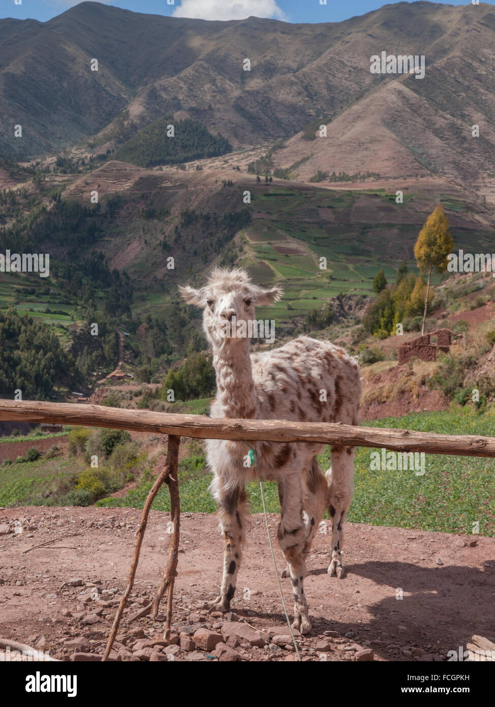 White and brown spotted Llama tethered to wood fence with mountains in ...