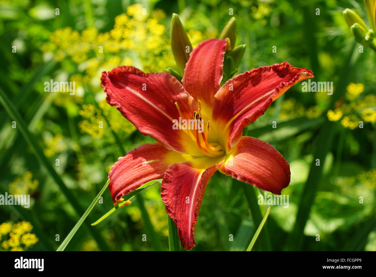 Red daylily flowers hi-res stock photography and images - Alamy