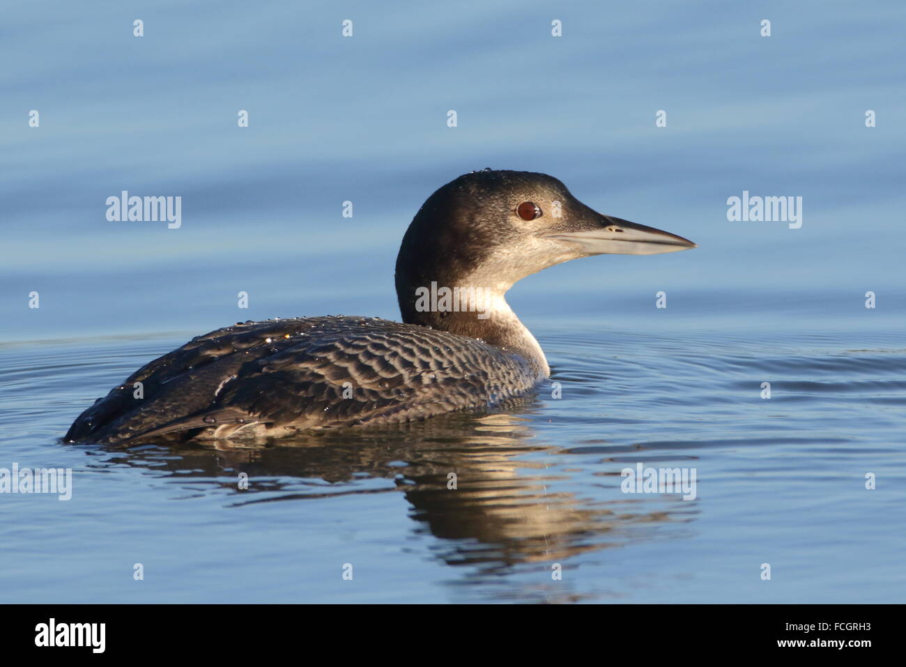 Great northern diver fishing winter hi-res stock photography and images ...