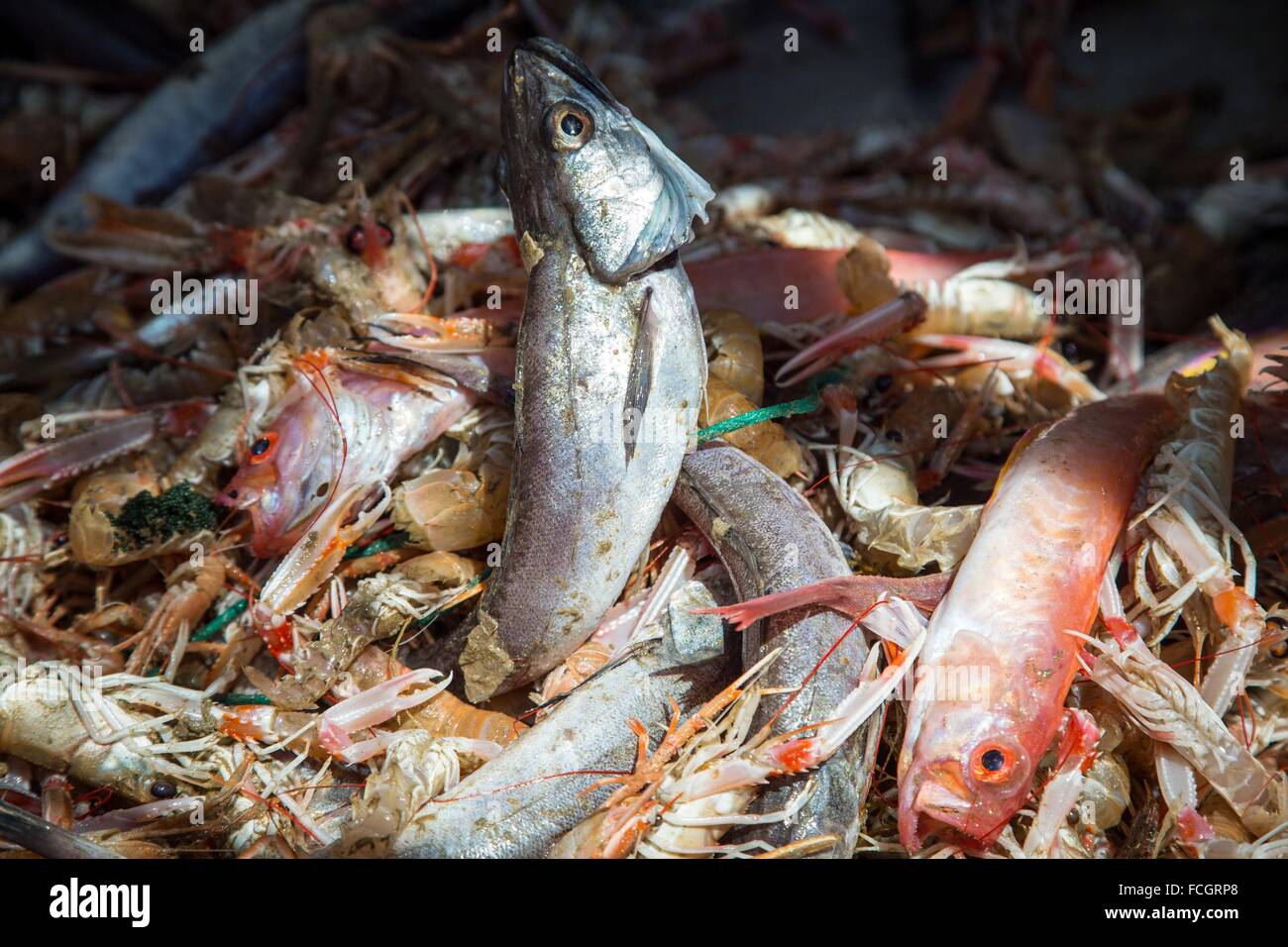 PRAWN FISHING AT SEA, FRANCE Stock Photo - Alamy
