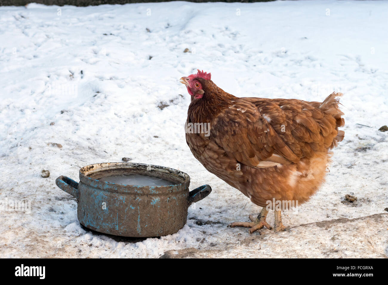 Hen drinking in the hen yard Stock Photo - Alamy