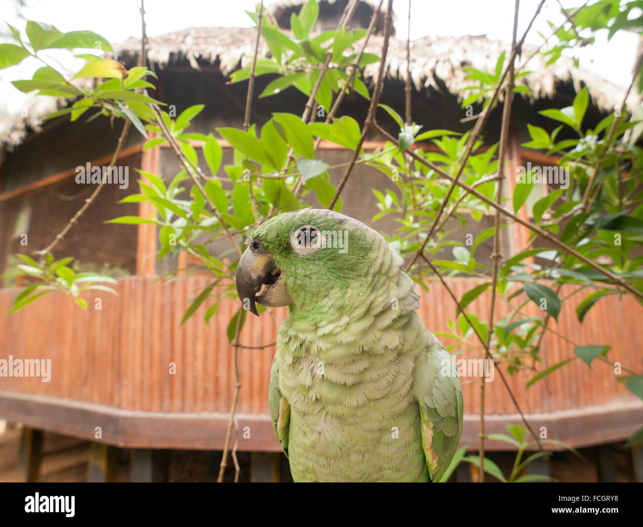 Parrot jungle hi-res stock photography and images - Alamy