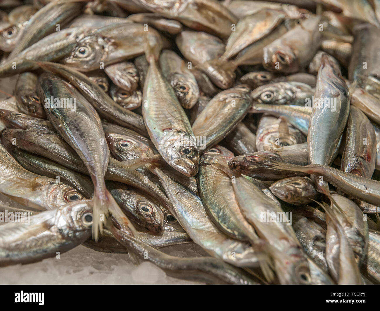 Piles Of Dead Fish