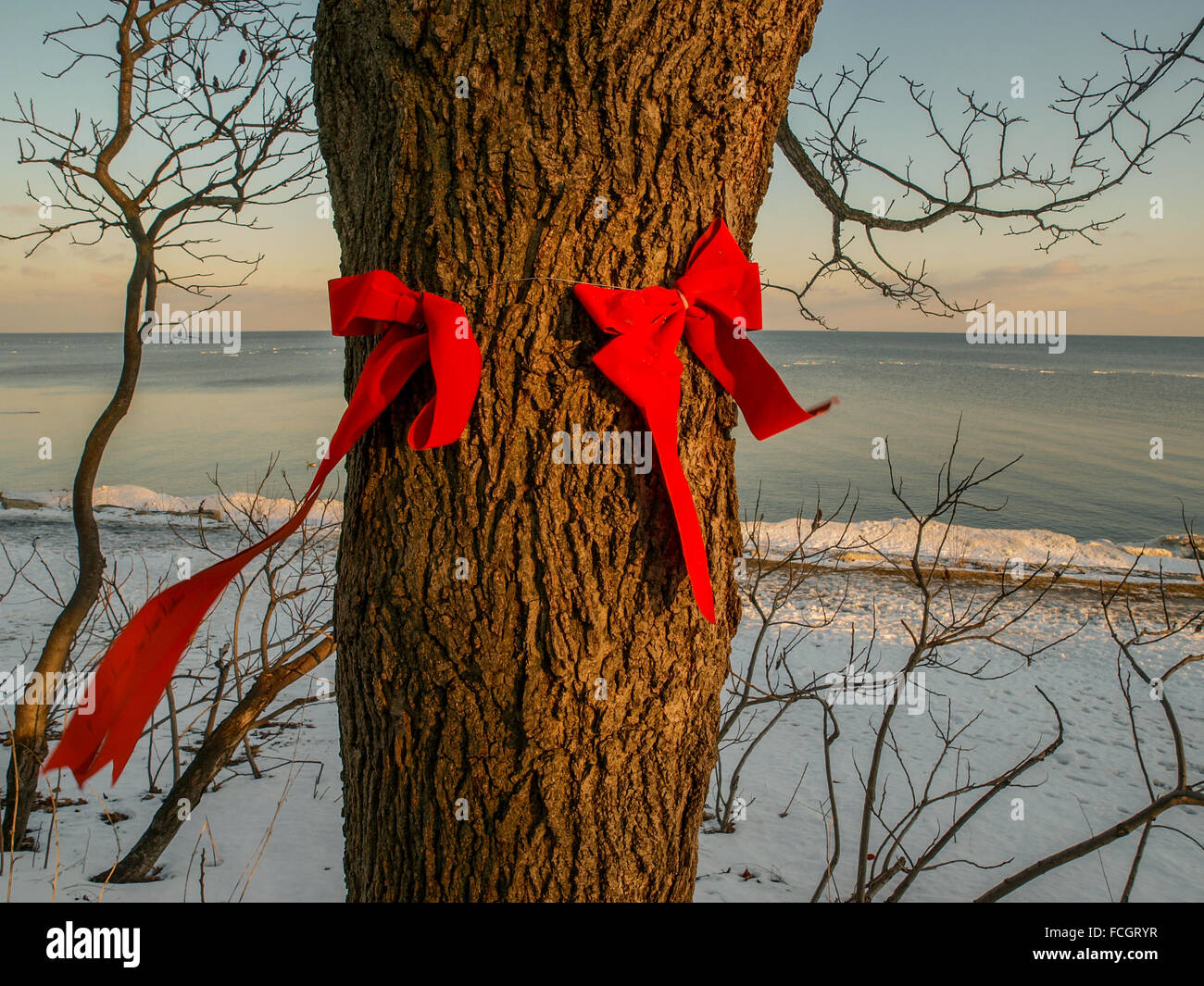 Attached to tree hi-res stock photography and images - Alamy