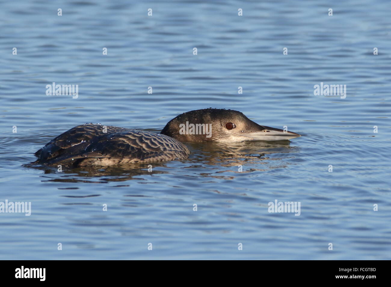 Great northern diver fishing hi-res stock photography and images - Alamy