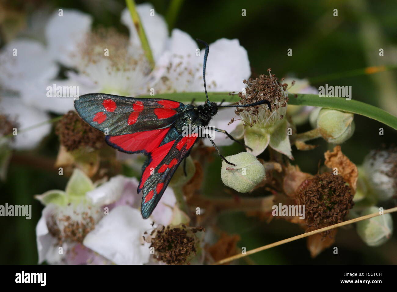 Six-Spot Burnet Moth Stock Photo - Alamy
