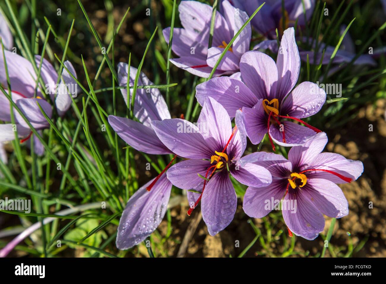 Saffron colour hi-res stock photography and images - Alamy