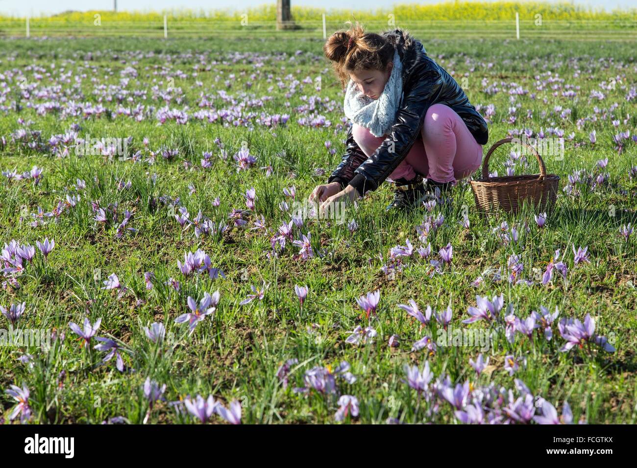 SAFFRON FARMING IN THE EURE ET LOIR (28), CENTRE, FRANCE Stock Photo ...