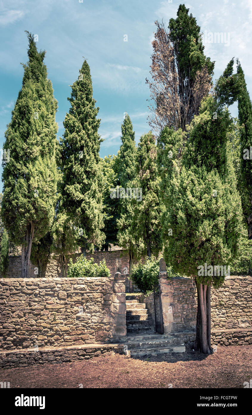 Tuscan cypress trees under blue sky in Cortona, Italy Stock Photo - Alamy