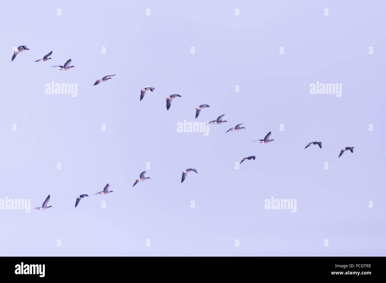 Flock of migrating bean geese flying in v-formation Stock Photo - Alamy