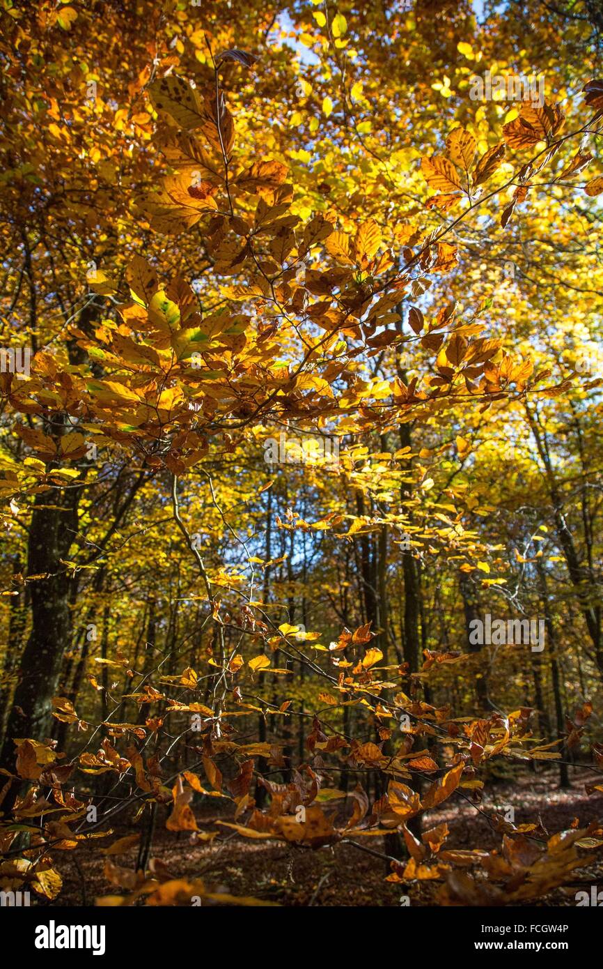 France normandy forest hi-res stock photography and images - Alamy